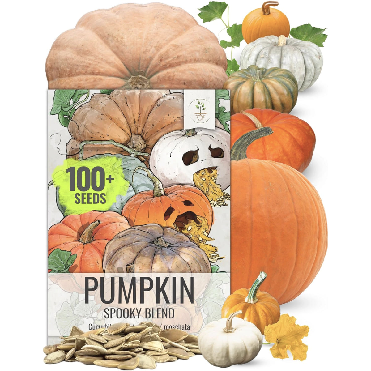 Spooky Mix Pumpkin Seeds For Planting (Cucurbita pepo / maxima) – Seed ...