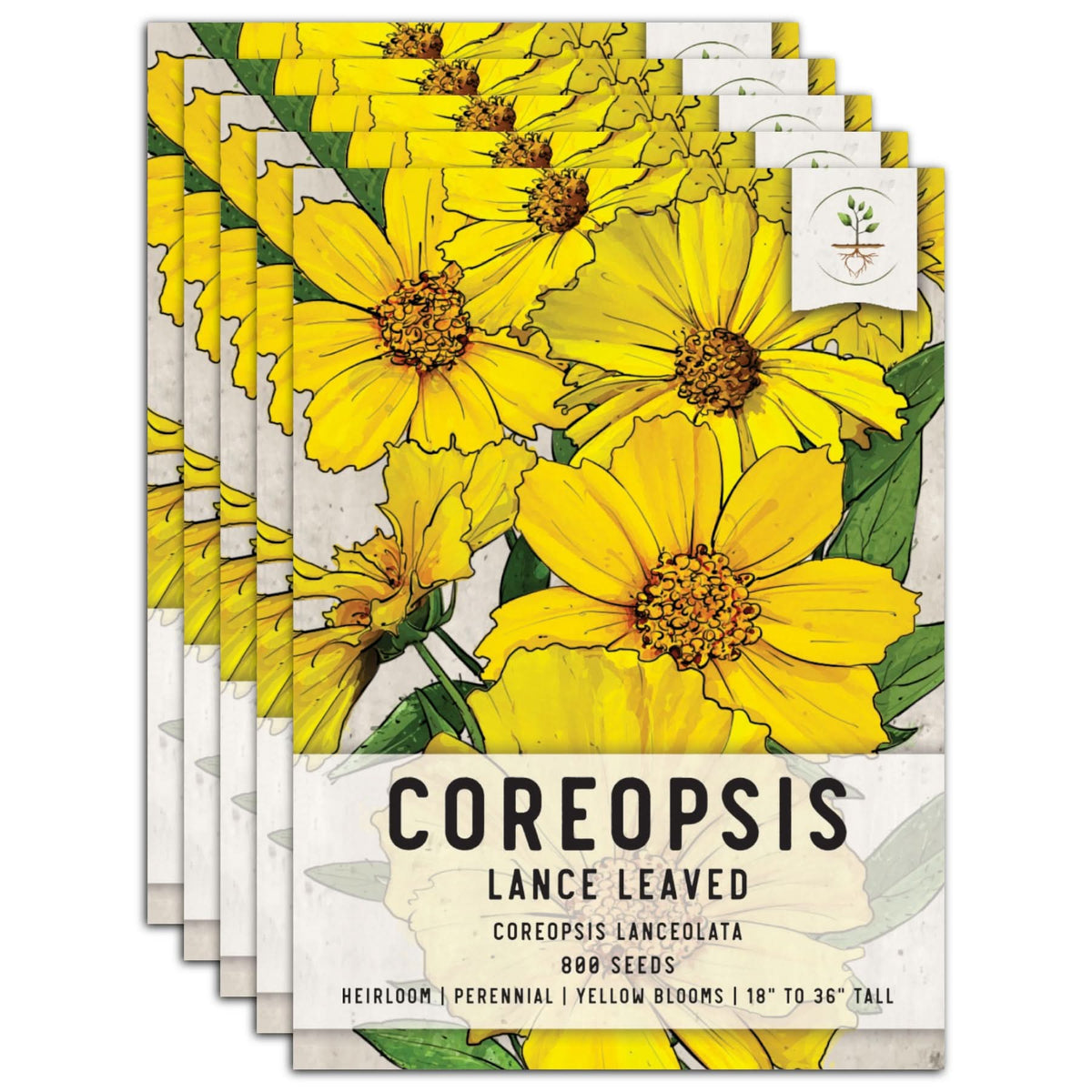 Lance Leaved Coreopsis Seeds For Planting (Coreopsis lanceolata) – Seed Needs LLC