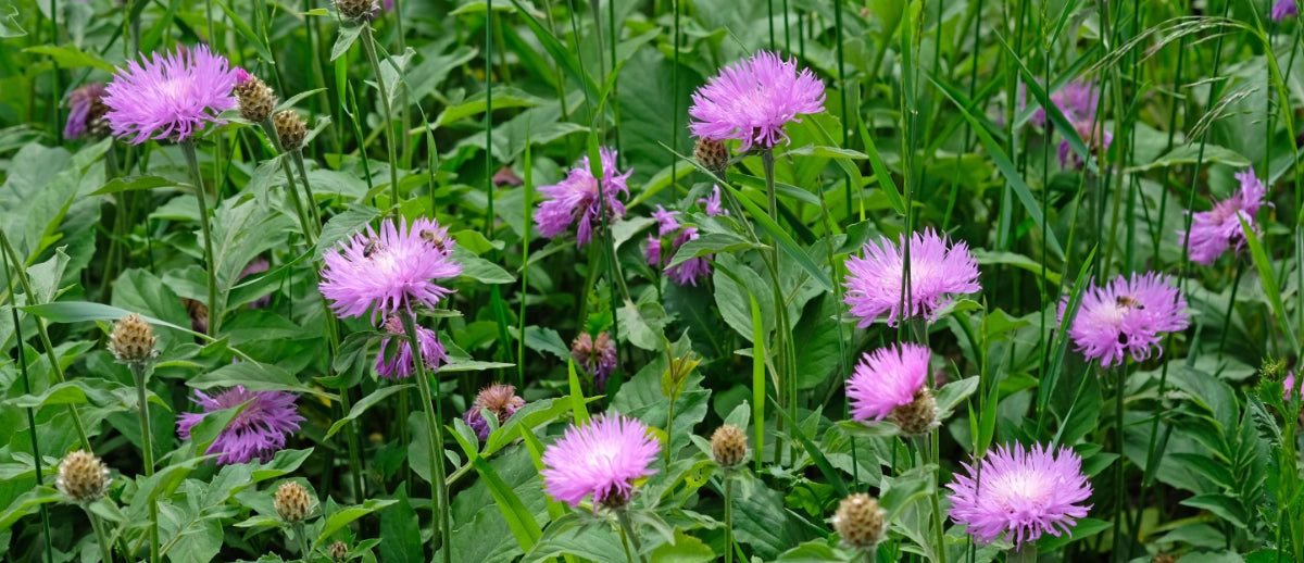 Cultivating Amberboa (Sweet Sultan) from Seed: A Gardener's Guide ...