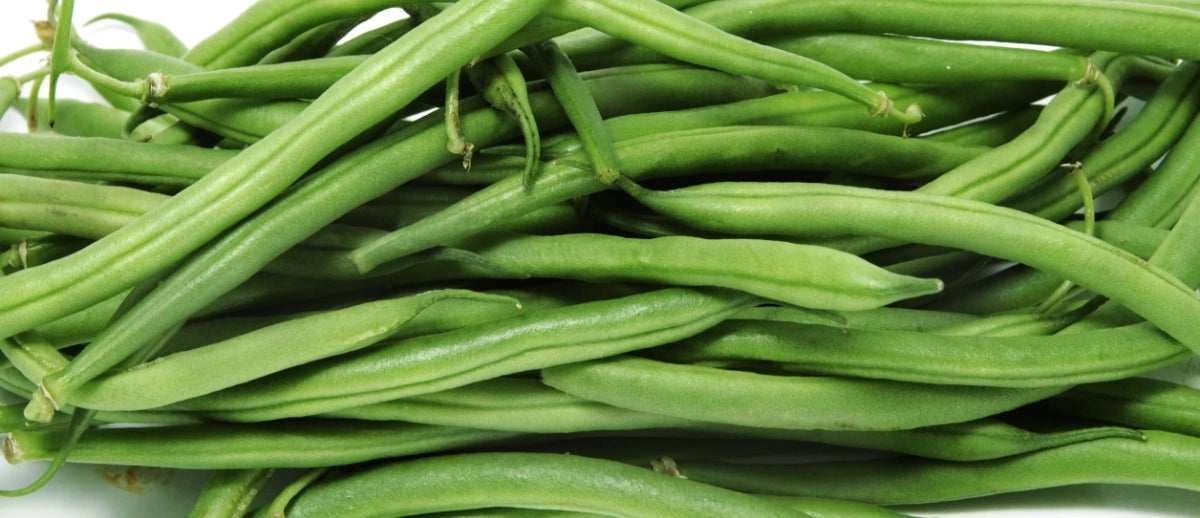 Beans Galore: A How to Guide on Growing Beans from Seed – Seed Needs LLC