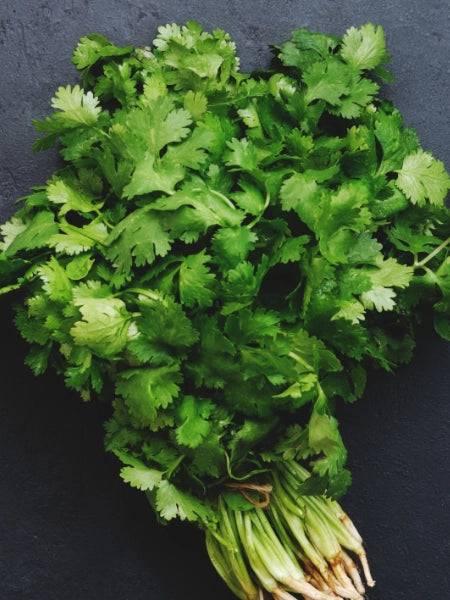 Cilantro – Seed Needs LLC