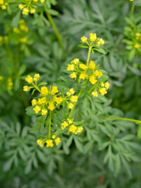 Rue – Seed Needs LLC