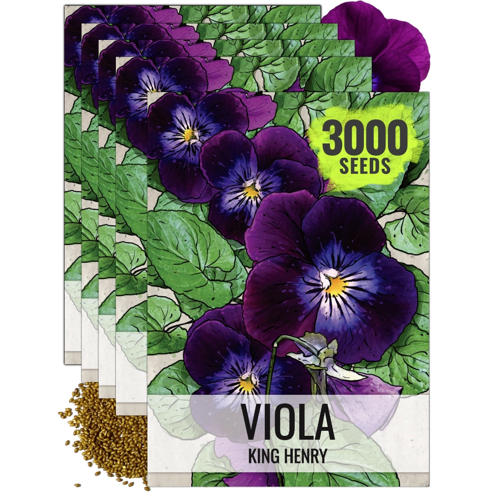 King Henry Viola Seeds For Planting (Viola cornuta) Seed Needs – Seed ...