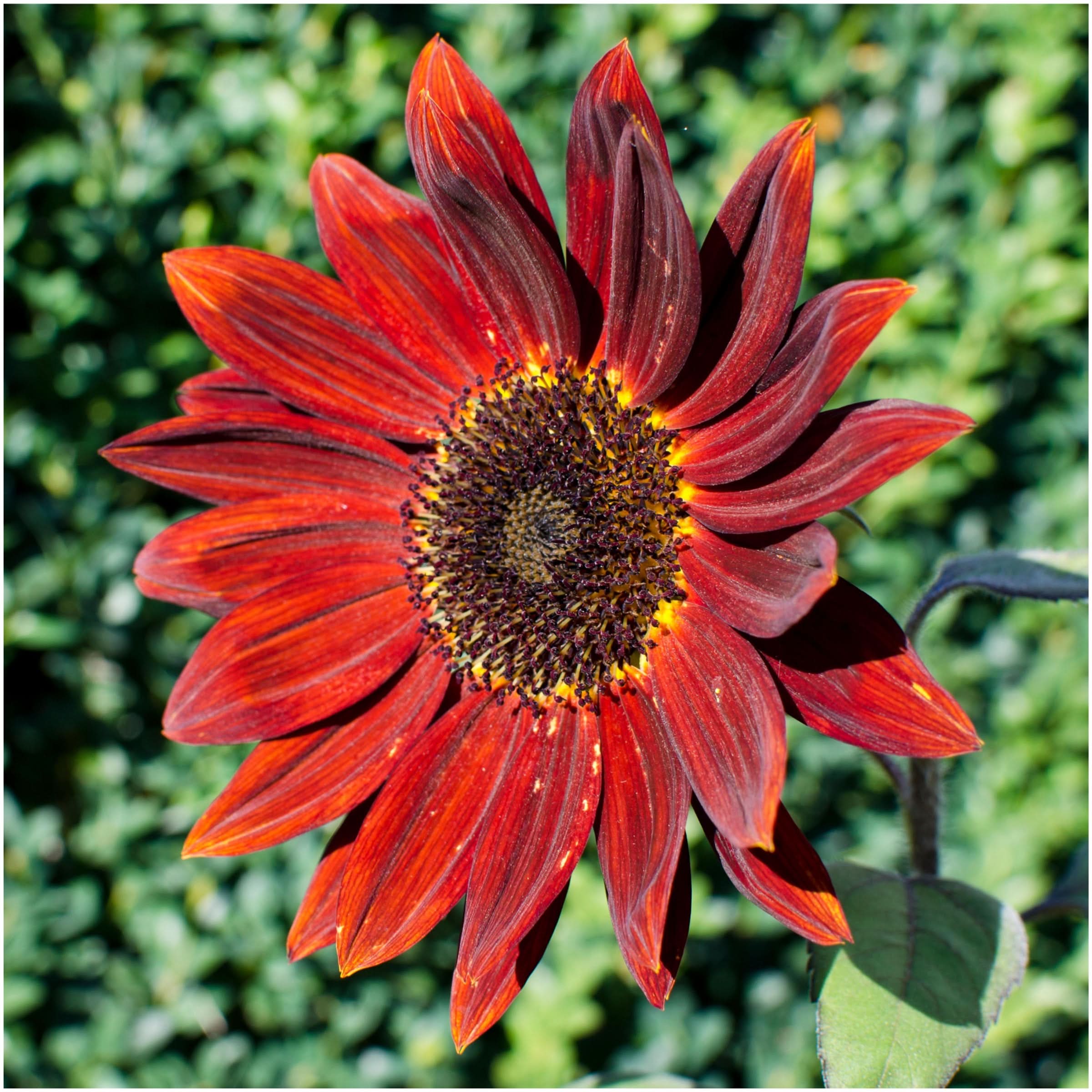 Midnight Rouge Sunflower Seeds For Planting (Helianthus annuus) – Seed ...