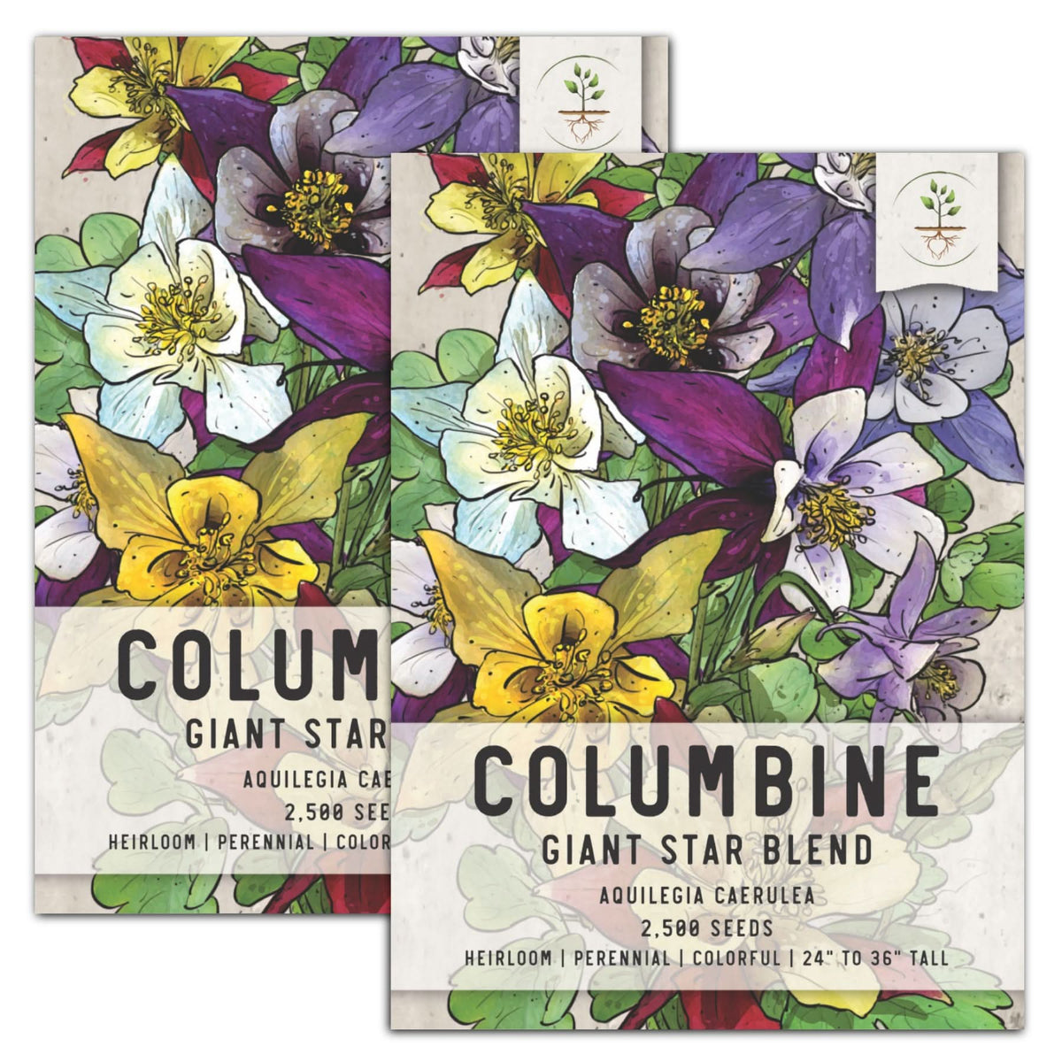 Giant Star Mckana's Columbine Seeds For Planting (Aquilegia caerulea ...