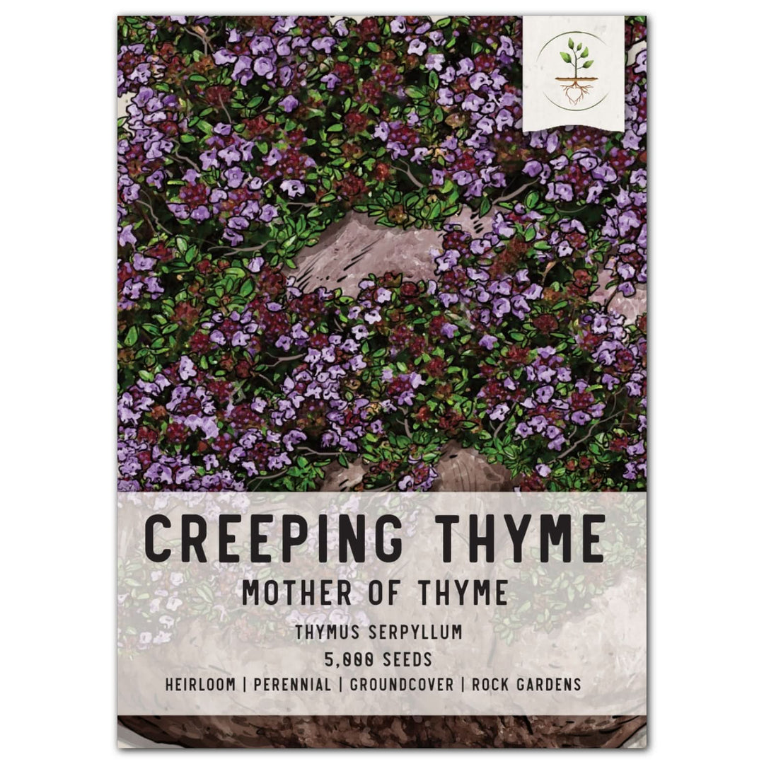 Creeping Thyme Seeds For Planting (Thymus serpyllum) - Seed Needs ...