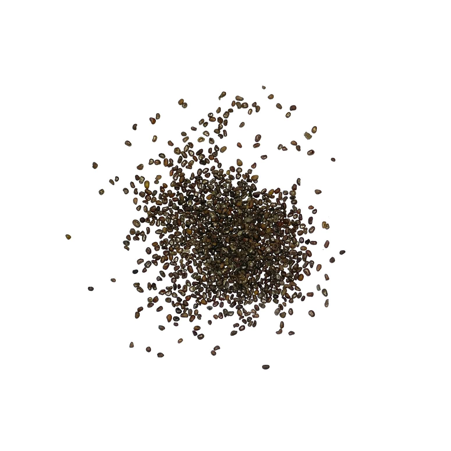 Chinese Houses Seeds For Planting (Collinsia heterophylla) – Seed Needs LLC