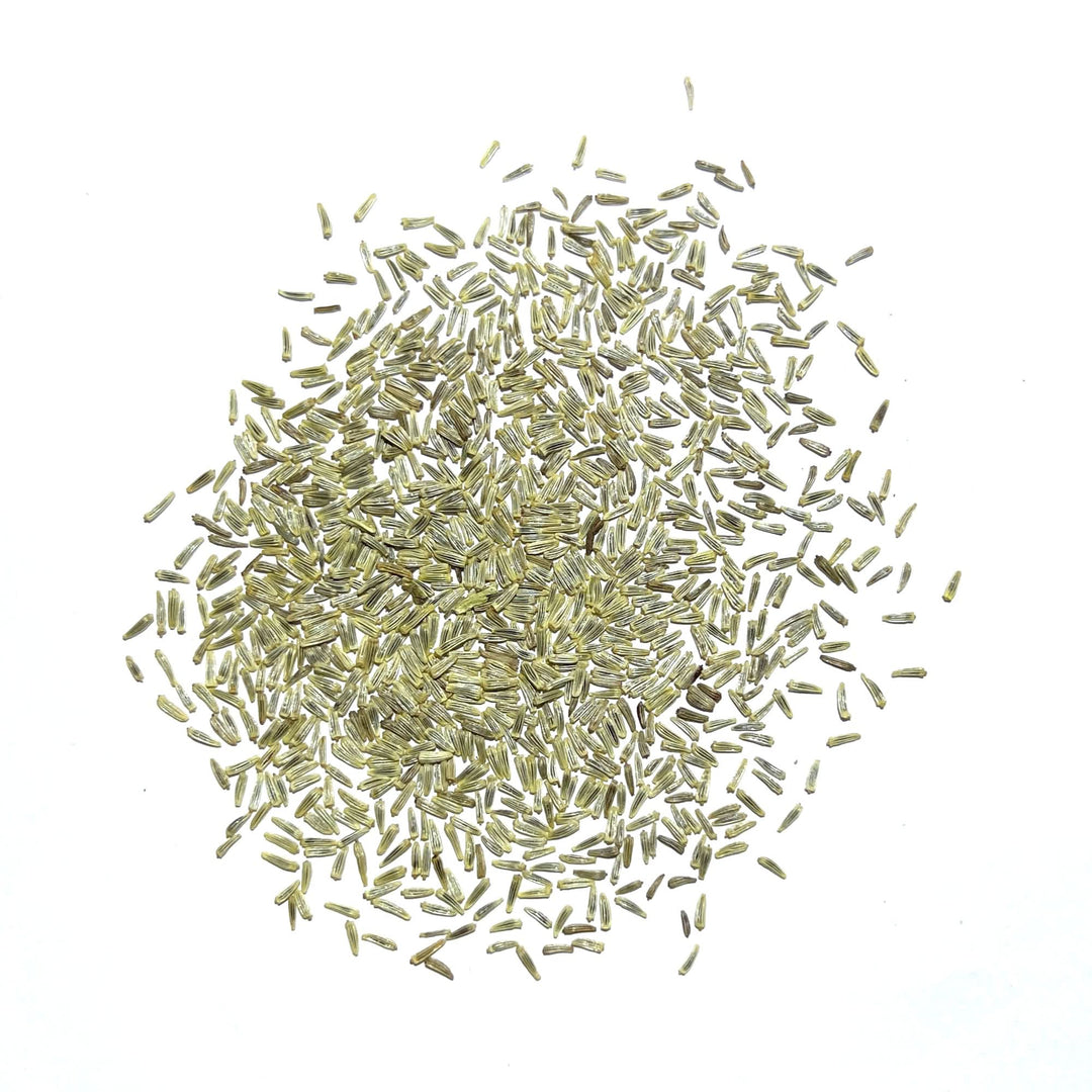 Shasta Daisy Seeds For Planting (Chrysanthemum maximum) Seed Needs ...