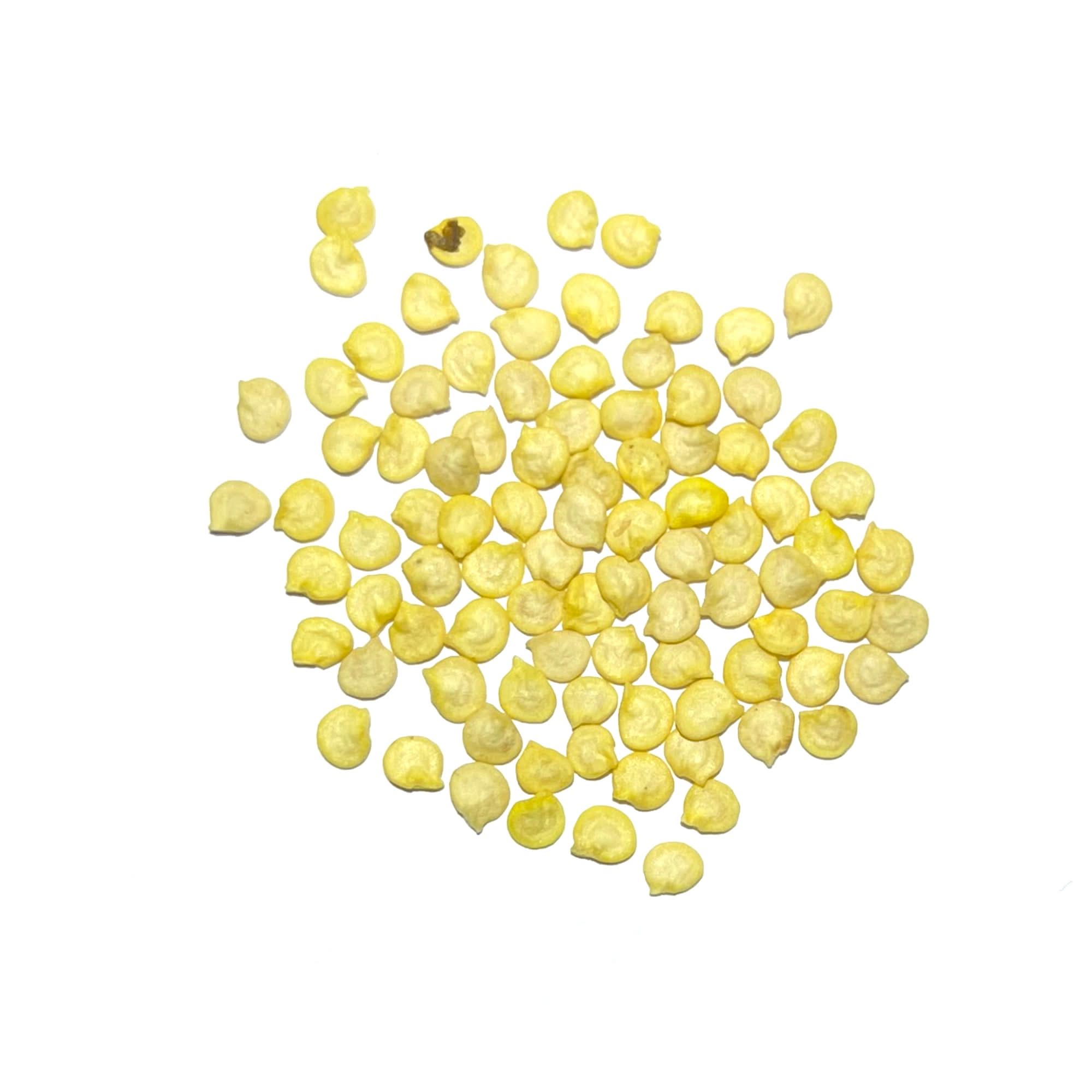 Mini Yellow Bell Pepper Seeds For Planting - Seed Needs – Seed Needs LLC