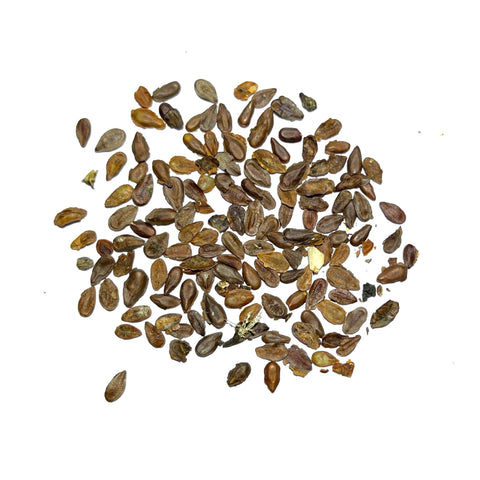 Pink Swamp Milkweed Seeds For Planting (Asclepias incarnata) – Seed ...