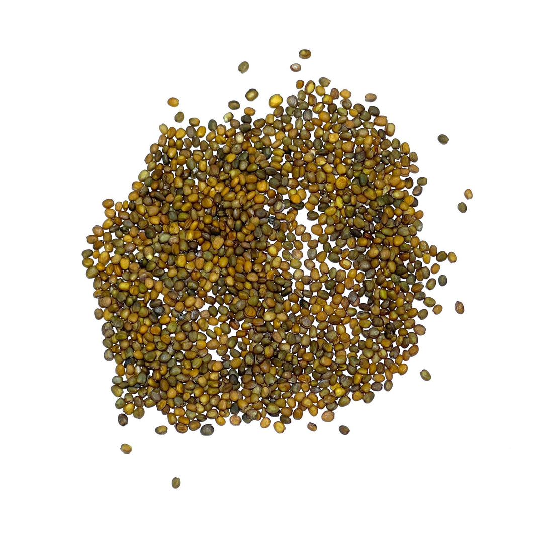 Arugula Herb Seeds (Eruca sativa) - Seed Needs – Seed Needs LLC