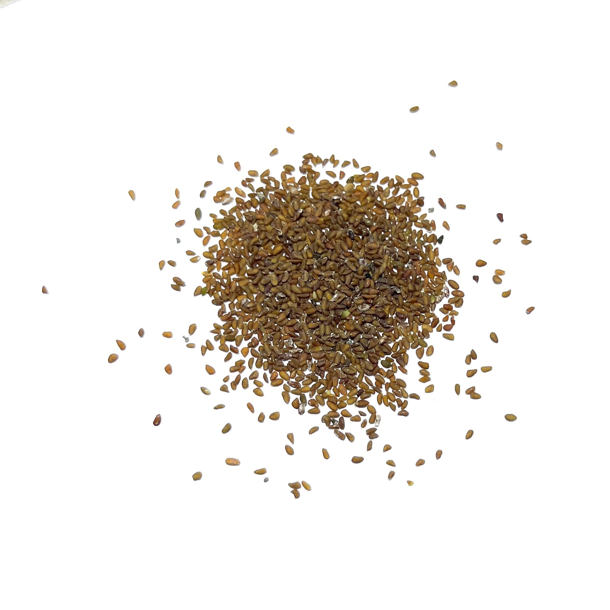 Globe Gilia Flower Seeds For Planting (Gilia capitata) Seed Needs ...