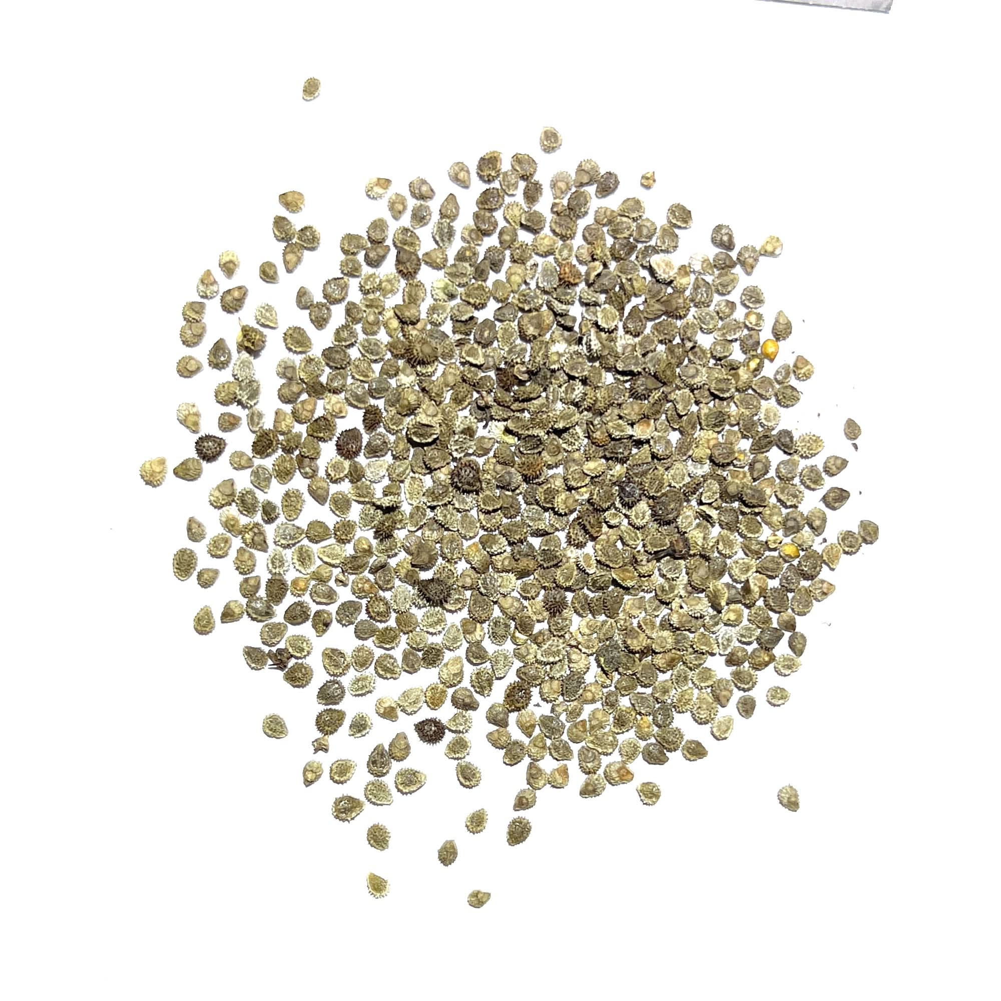 Chinese Forget-Me-Not Seeds For Planting (Cynoglossum amabile) – Seed ...