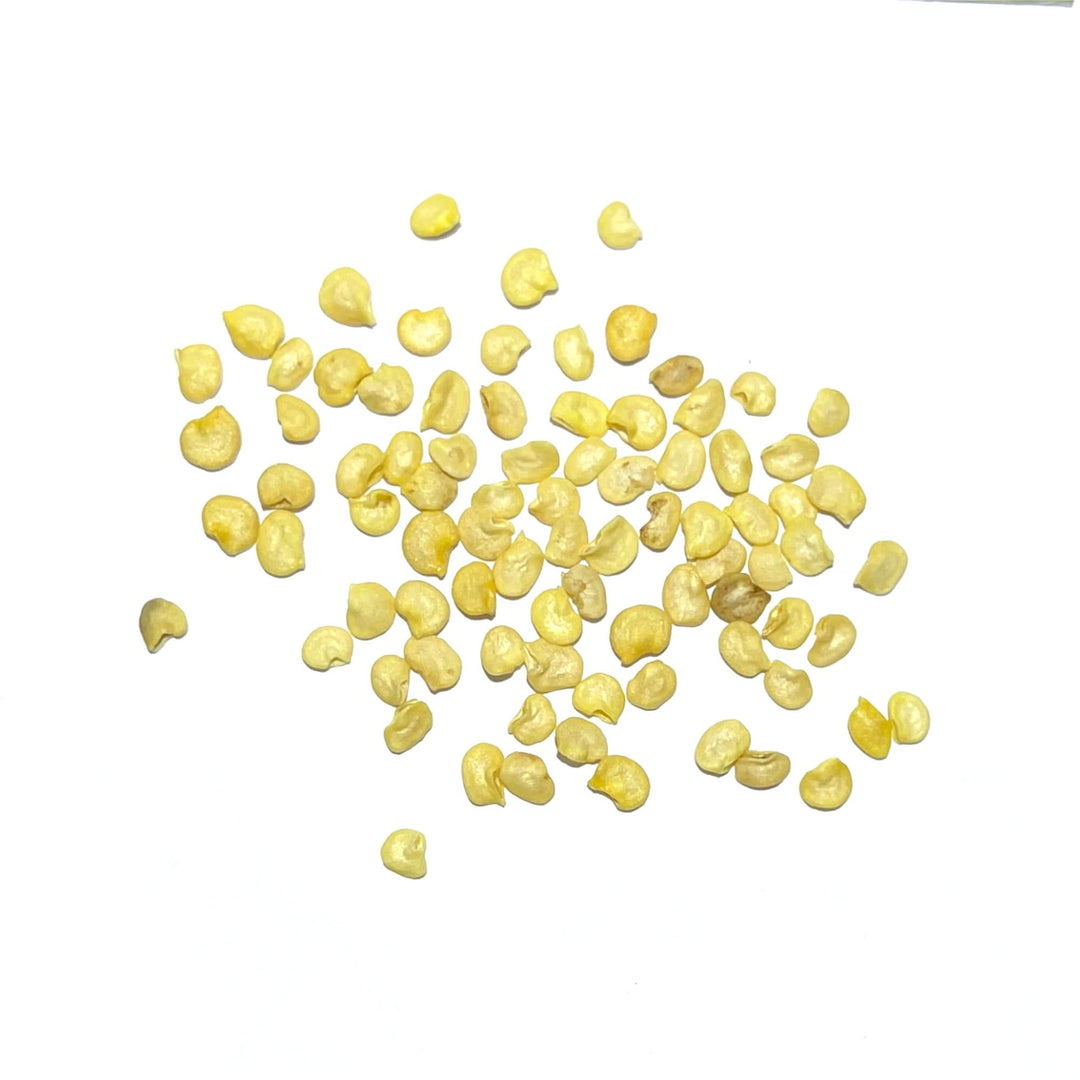 Santa Fe Grande Hot Pepper Seeds For Planting (Capsicum annuum) – Seed ...