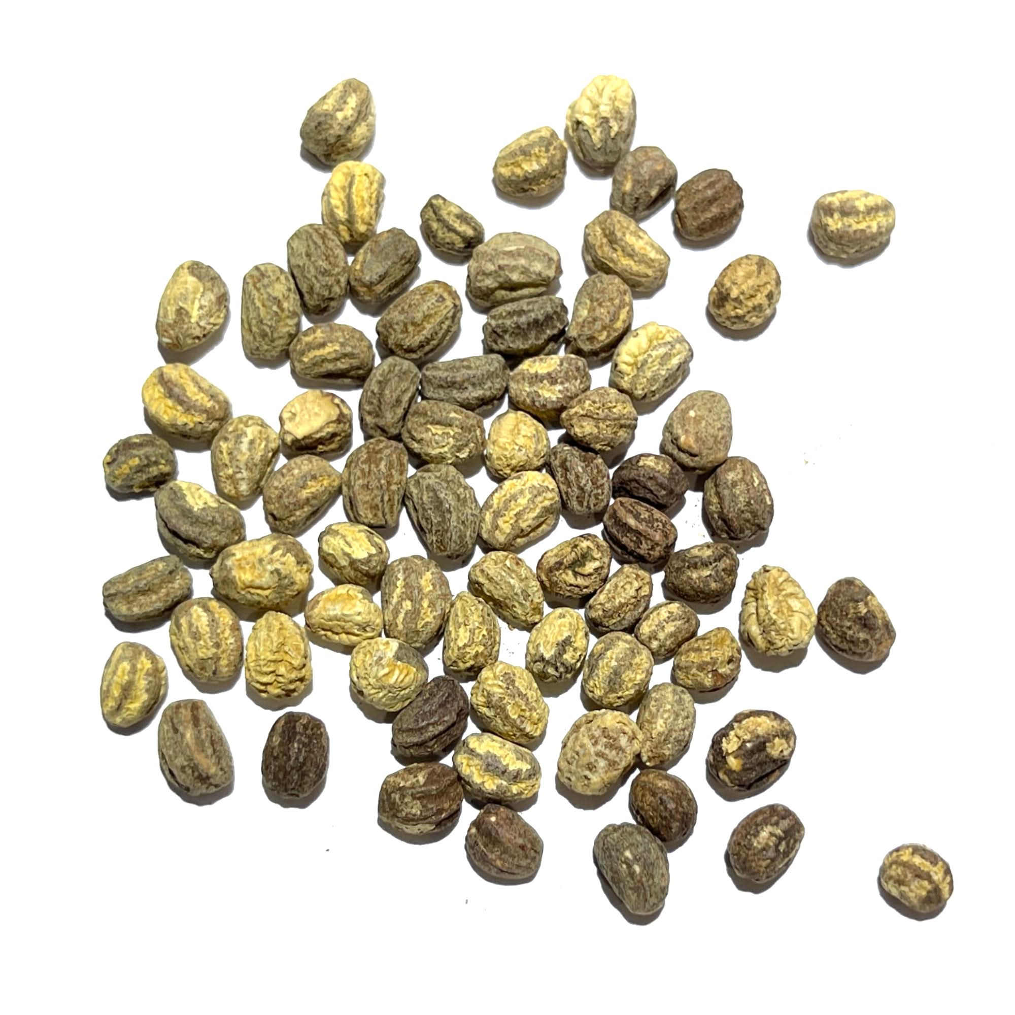 Alaska Gold Dwarf Nasturtium Seeds for Planting (Tropaeolum nanum ...