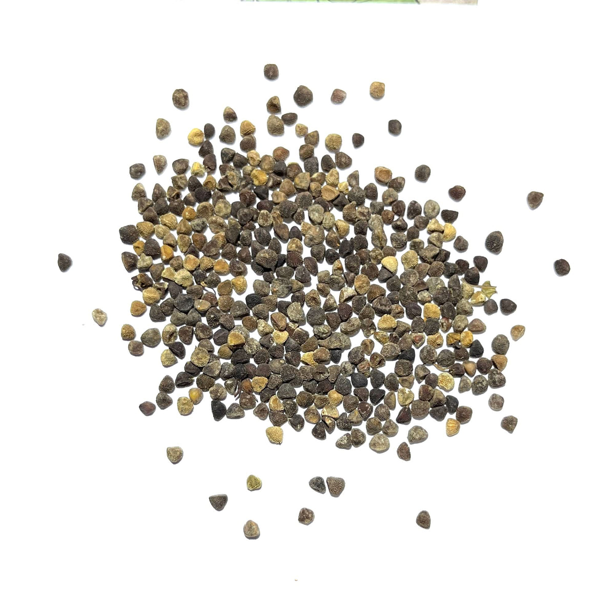 Morning Glory, Ensign Mixture (Convolvulus tricolor) – Seed Needs LLC