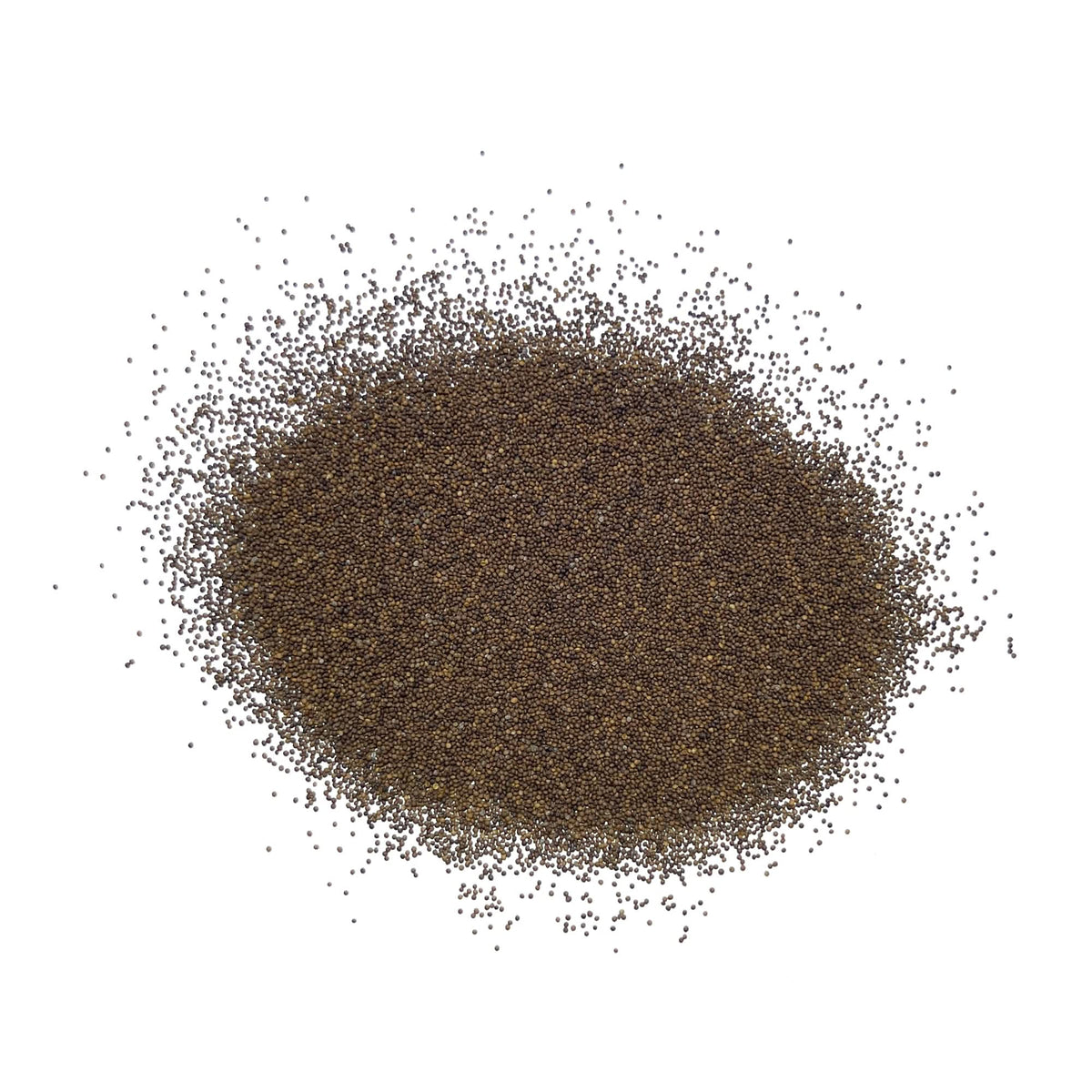 Wild Creeping Thyme Seeds For Planting (Thymus serpyllum) Seed Needs ...