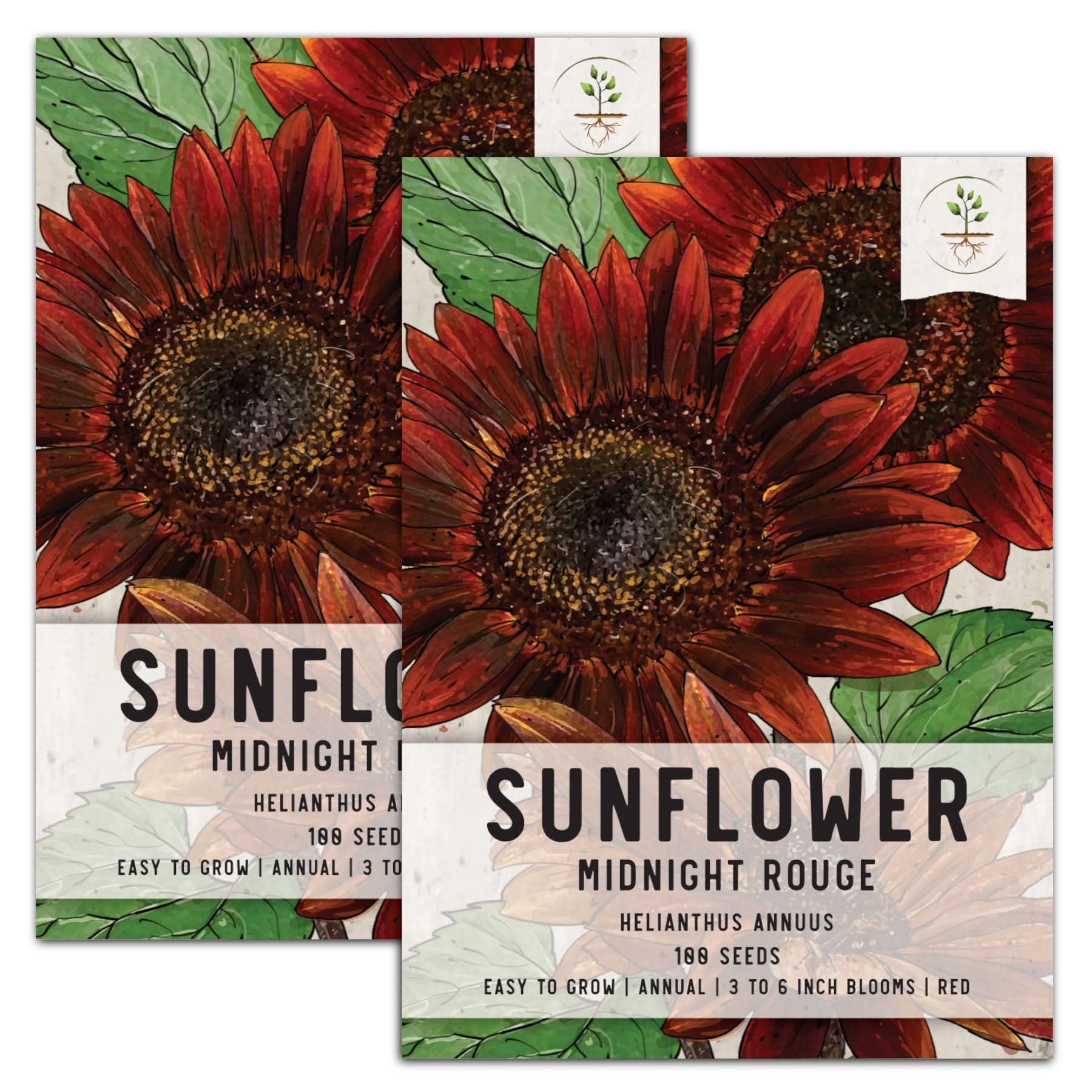 Midnight Rouge Sunflower Seeds For Planting (Helianthus annuus) – Seed ...