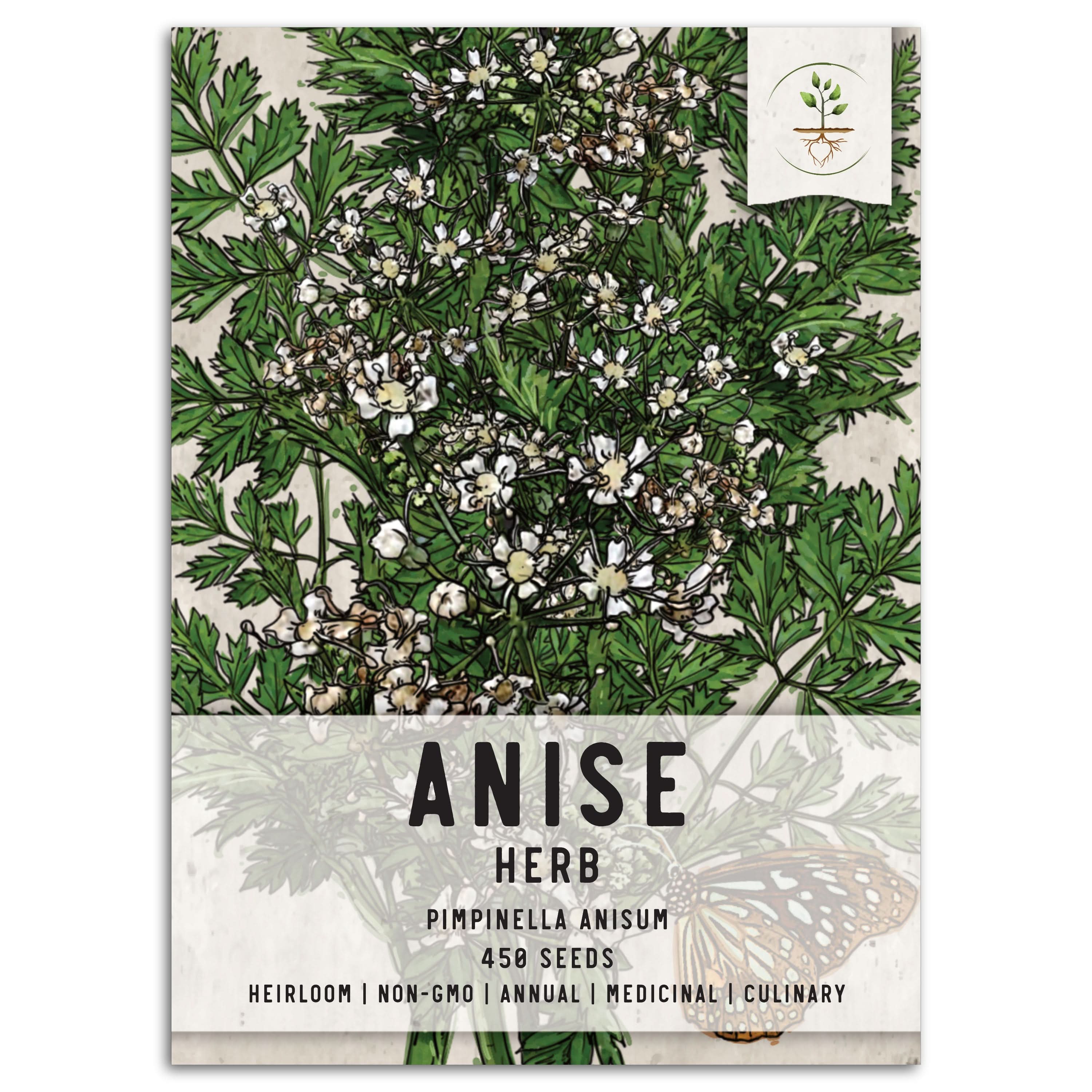 Anise Herb Seeds (Pimpinella anisum) - Seed Needs – Seed Needs LLC