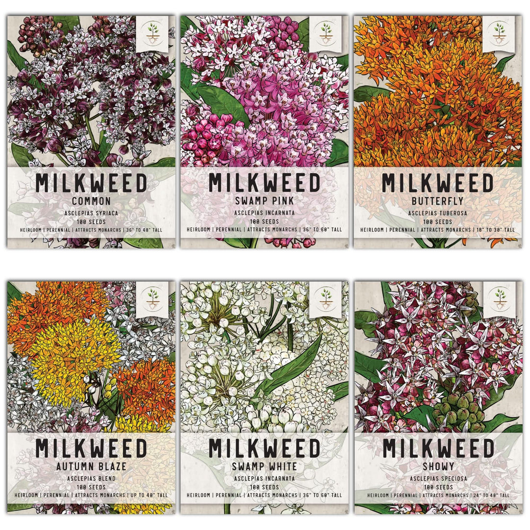 Milkweed Seeds For Planting (Asclepias Seeds) - Seed Needs – Seed Needs LLC