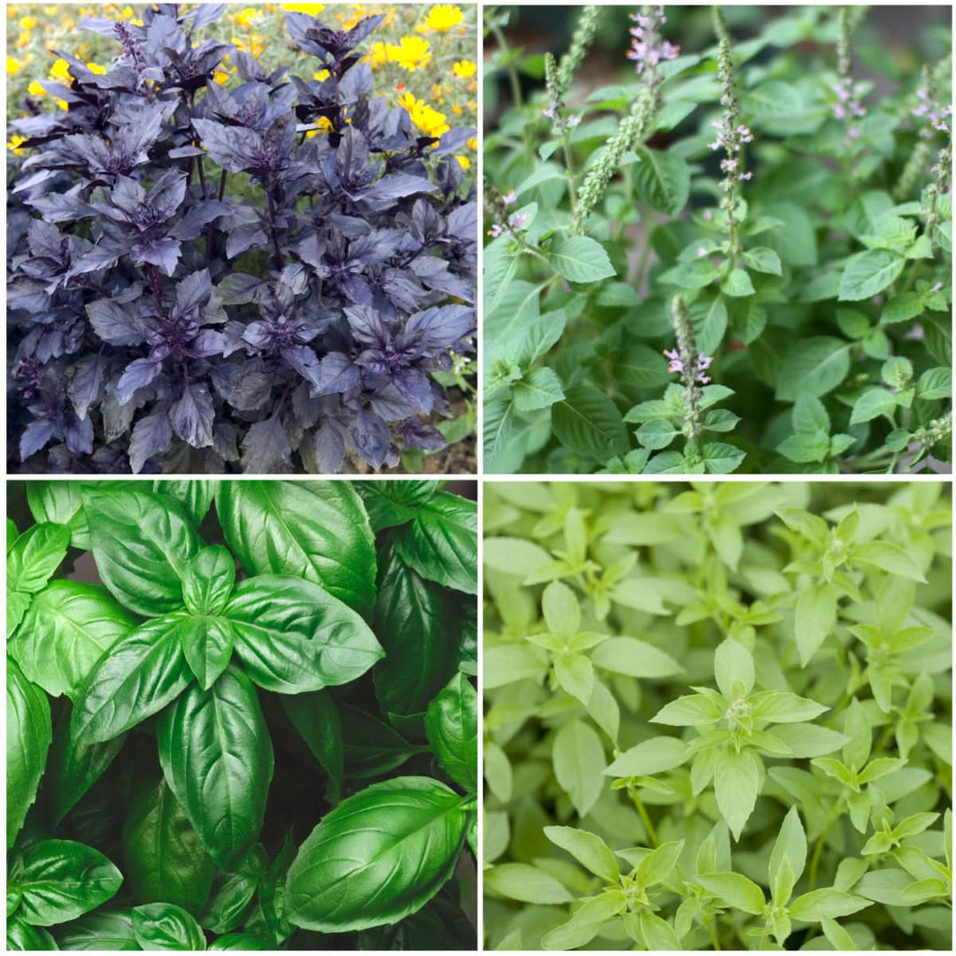 Basil Herb Seed Collection - Seed Neds – Seed Needs LLC