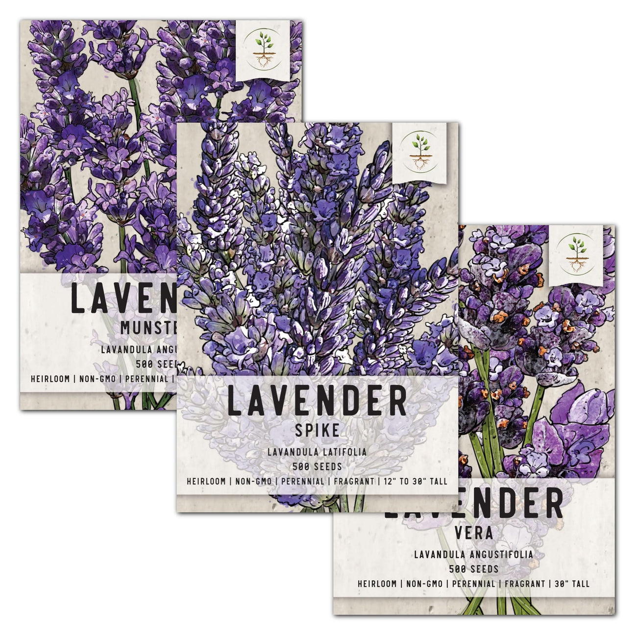 Lavender Seed Collection - Seeds by Seed Needs – Seed Needs LLC