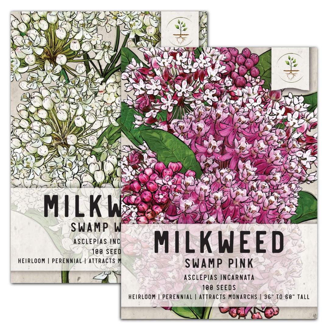 Milkweed Seeds For Planting (Asclepias Seeds) - Seed Needs – Seed Needs LLC