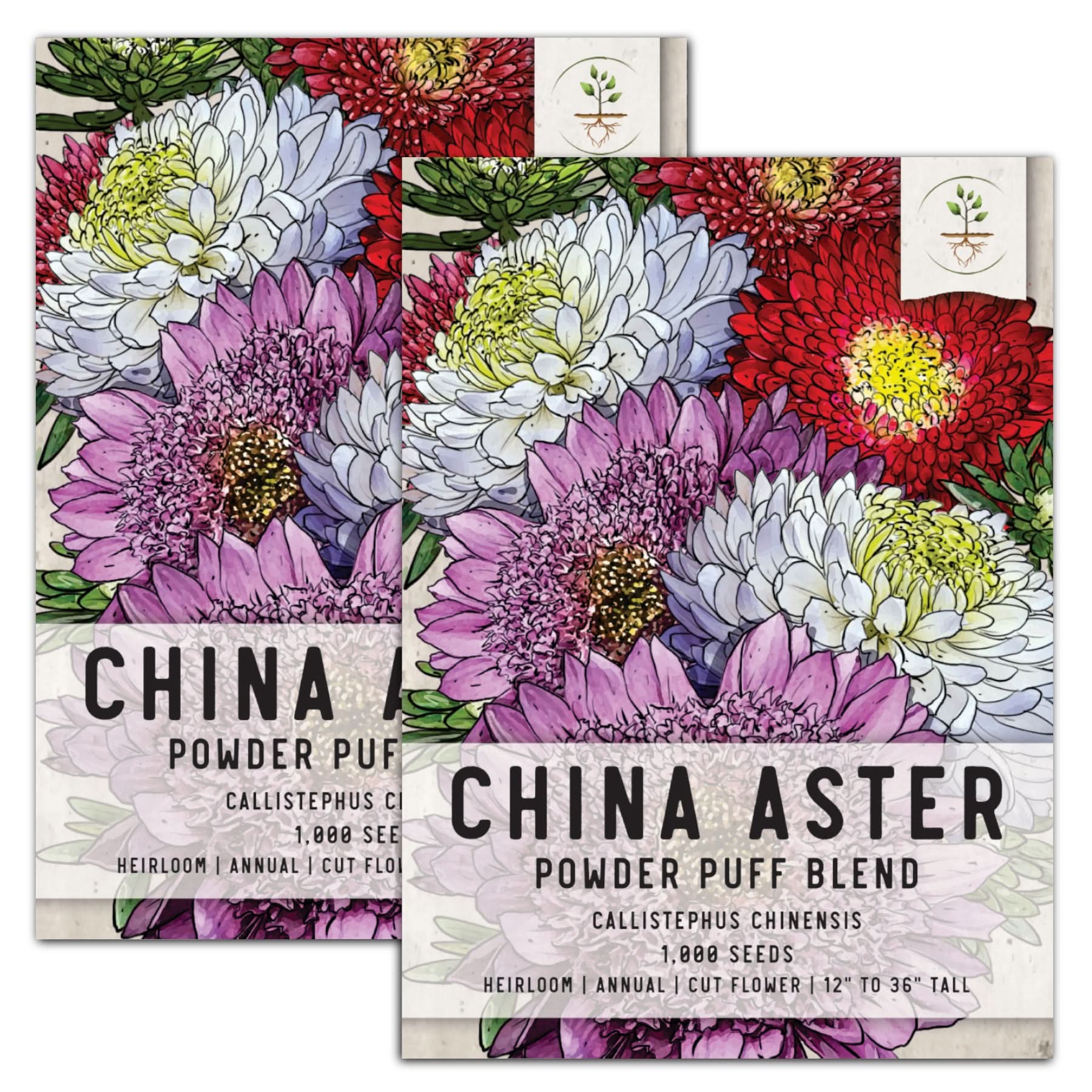 Powder Puff China Aster Seeds For Planting (Callistephus chinensis ...