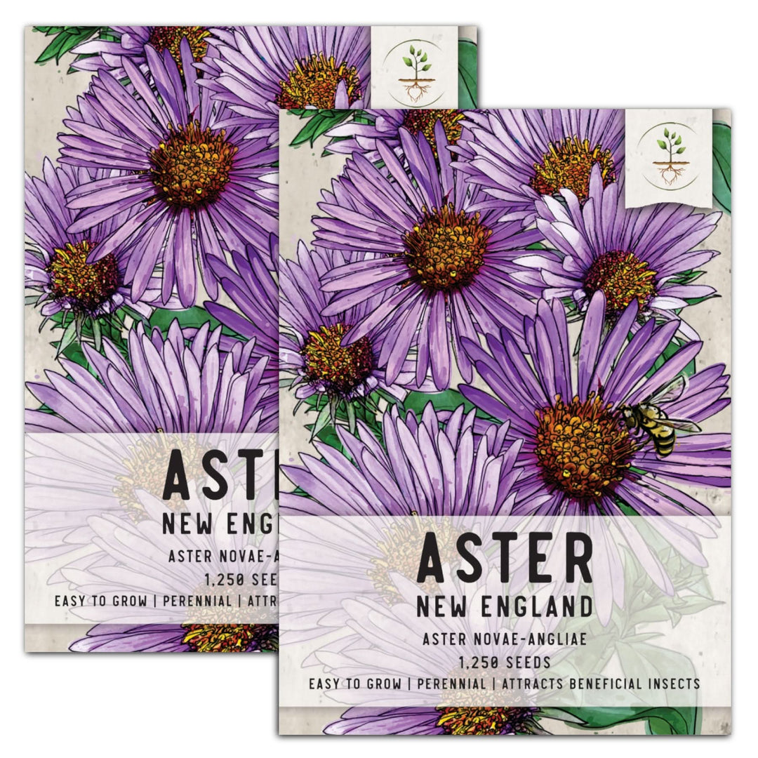 New England Aster Seeds For Planting (Aster novae-angliae) – Seed Needs LLC
