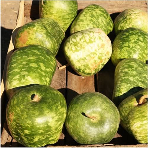 Apple Gourd Seeds (Lagenaria siceraria) - Seed Needs – Seed Needs LLC