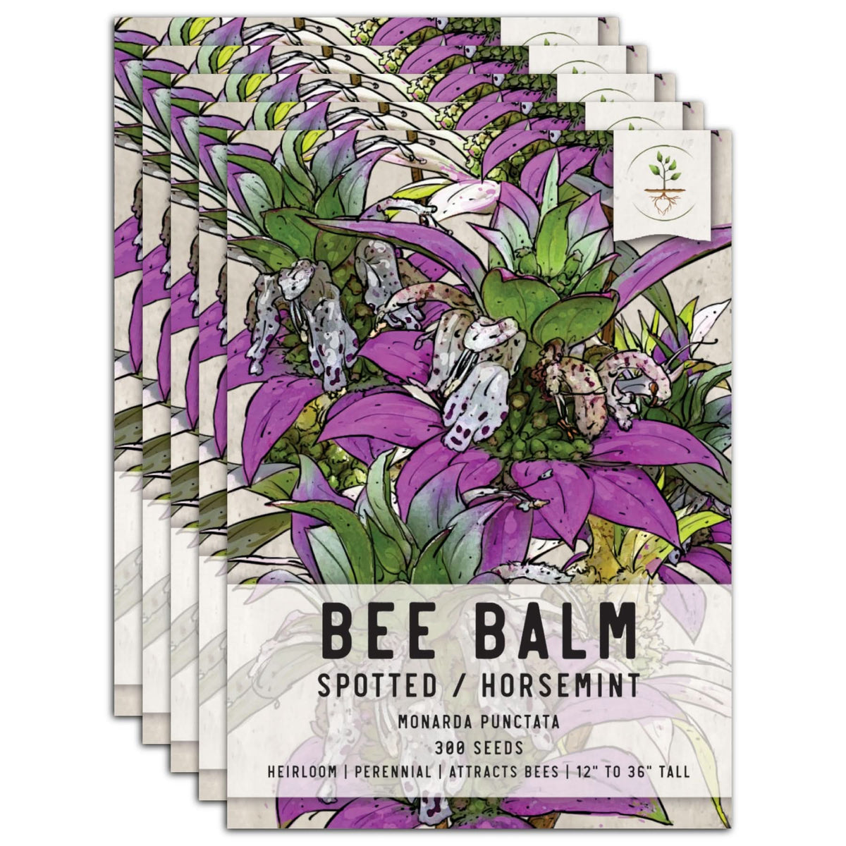 Spotted Bee Balm Seeds For Planting (Monarda punctata) Seed Needs ...