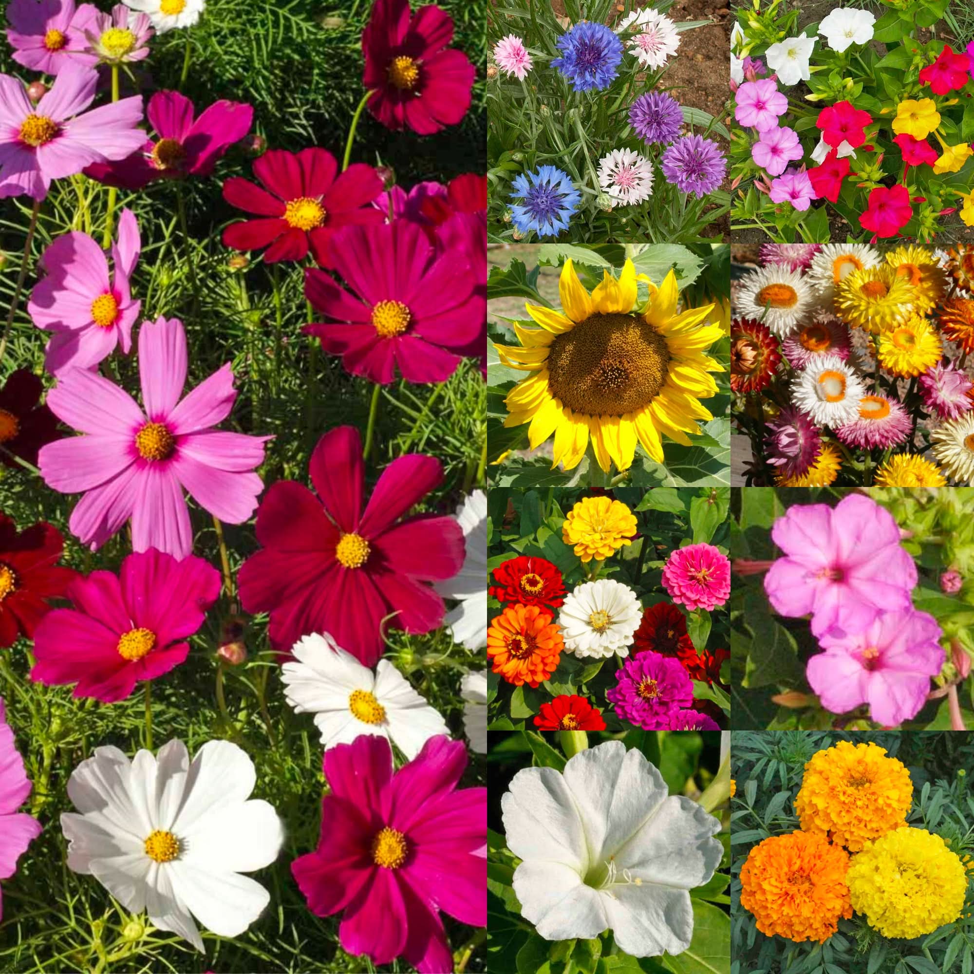 Big Bloomers Wildflower Blend (7 Varieties Included) Seed Needs – Seed ...