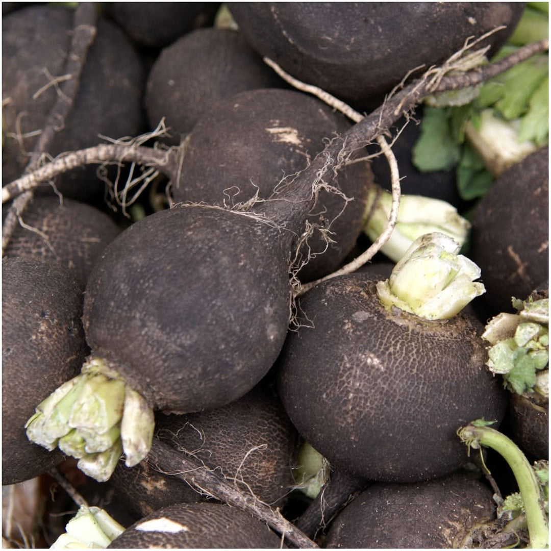 Black Spanish Radish Seeds For Planting (Raphanus sativus) Seed Needs ...