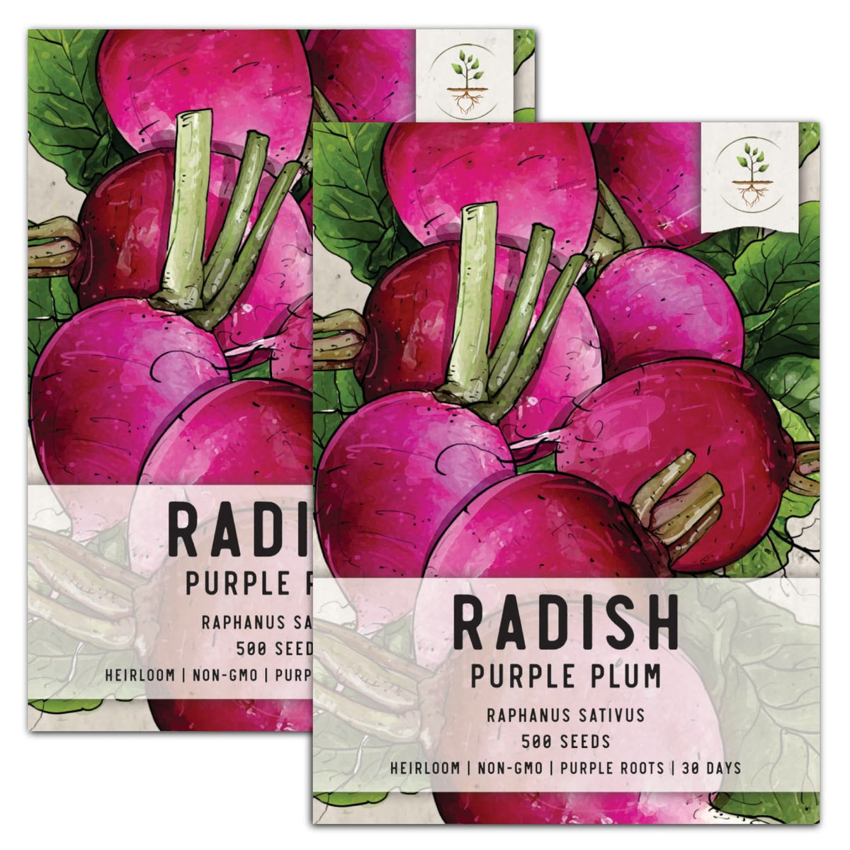 Purple Plum Radish Seeds For Planting (Raphanus sativus) Seed Needs ...