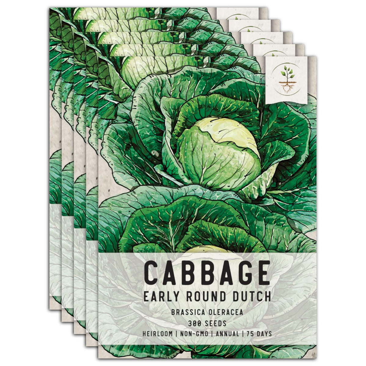Early Round Dutch Cabbage Seeds For Planting (Brassica oleracea) – Seed ...