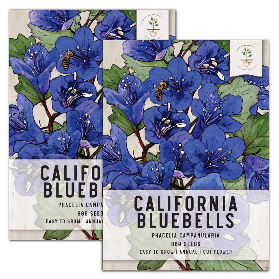 California Bluebell Seeds For Planting (Phacelia campanularia) – Seed ...