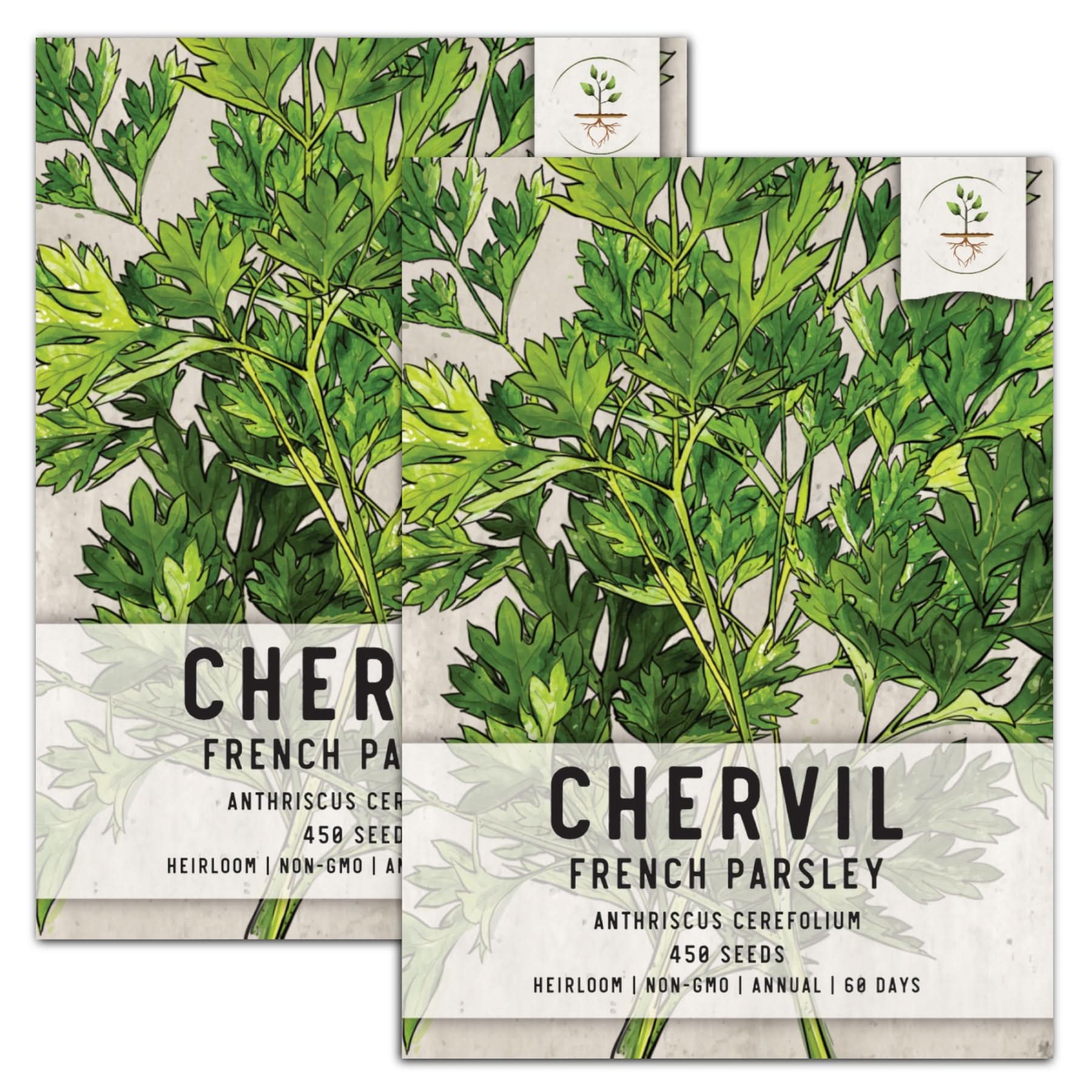 Chervil Herb Seeds For Planting (Anthriscus cerefolium) – Seed Needs LLC