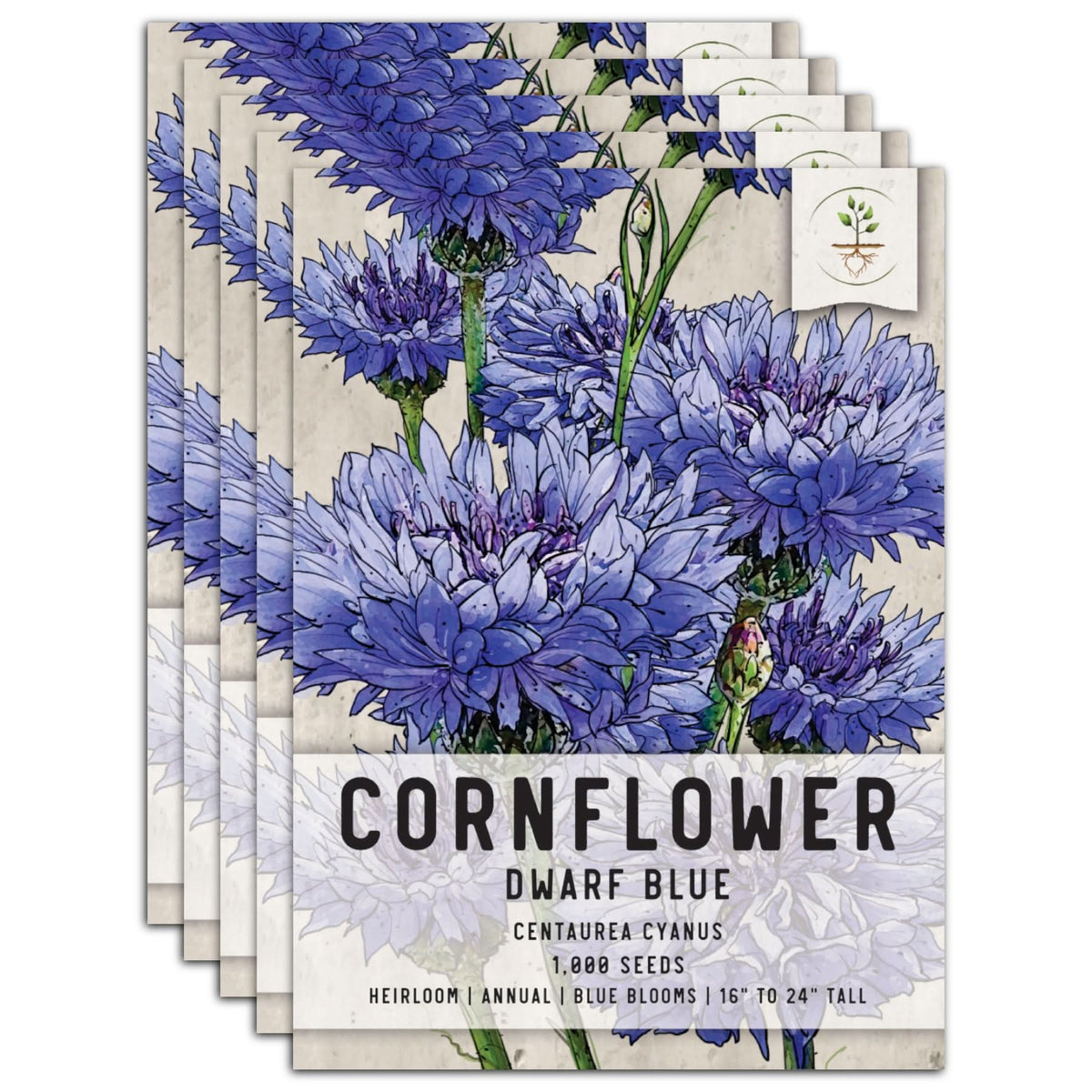 Dwarf Blue Cornflower Seeds For Planting (Centaurea cyanus) Seed Needs ...