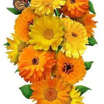 Calendula, Pacific Beauty Mixture (Calendula officinalis) - Seed Needs ...