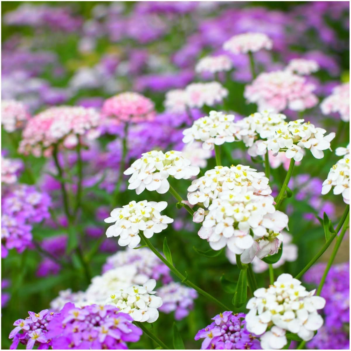 Candytuft Seeds For Planting, Annual Mixture (Iberis umbellata) – Seed ...