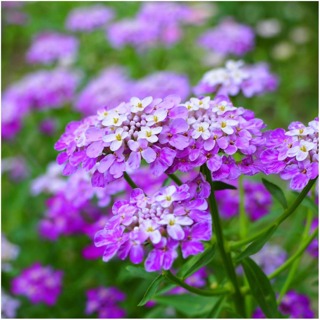 Candytuft Seeds For Planting, Annual Mixture (Iberis umbellata) – Seed ...