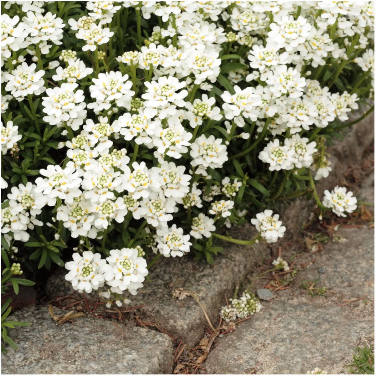 Candytuft Seeds For Planting, Annual Mixture (Iberis umbellata) – Seed ...