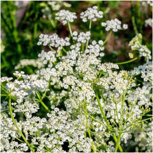 Caraway: Beyond the So-Called Seed - Seed Needs – Seed Needs LLC