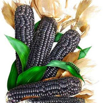 Blue Hopi Ornamental Corn Seeds (Zea mays) - Seed Needs – Seed Needs LLC