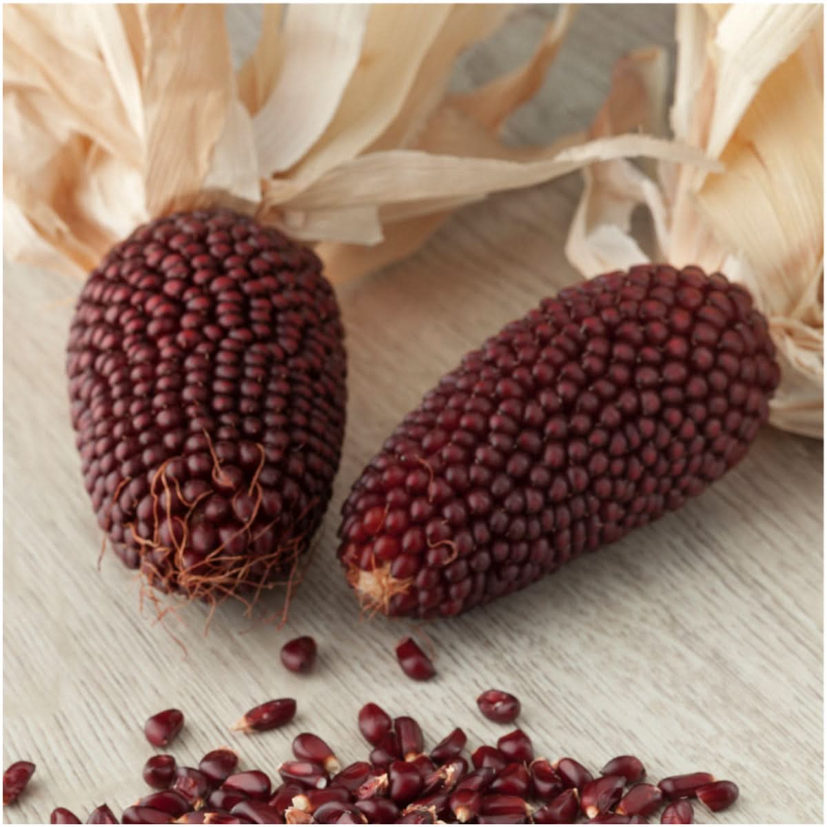 Strawberry Corn Seeds, Popping Corn (Zea mays) - Seed Needs – Seed ...