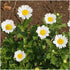 Creeping Daisy Seeds (Chrysanthemum paludosum) – Seed Needs LLC