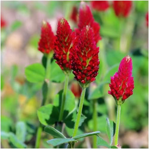 Crimson Clover Seeds For Planting (Trifolium incarnatum) – Seed Needs LLC