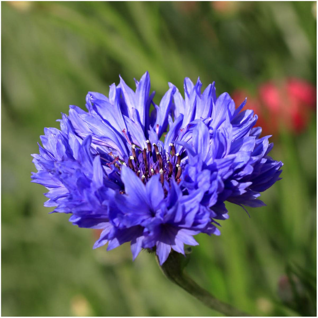 Dwarf Blue Cornflower Seeds For Planting (Centaurea cyanus) Seed Needs ...