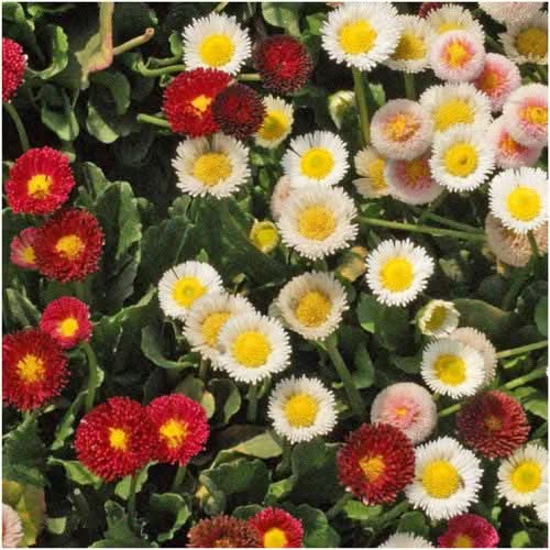 English Daisy Seed Mixture (Bellis perennis) – Seed Needs LLC