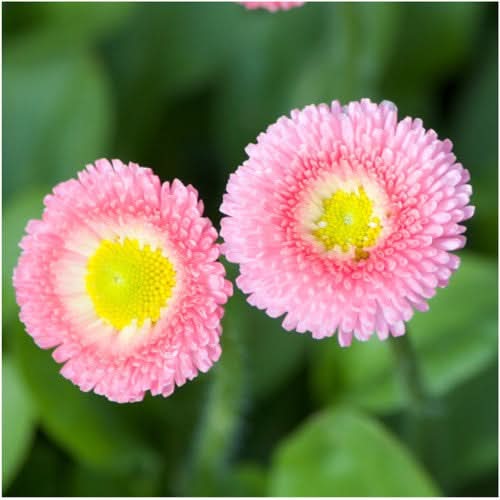 English Daisy Seed Mixture (Bellis perennis) – Seed Needs LLC
